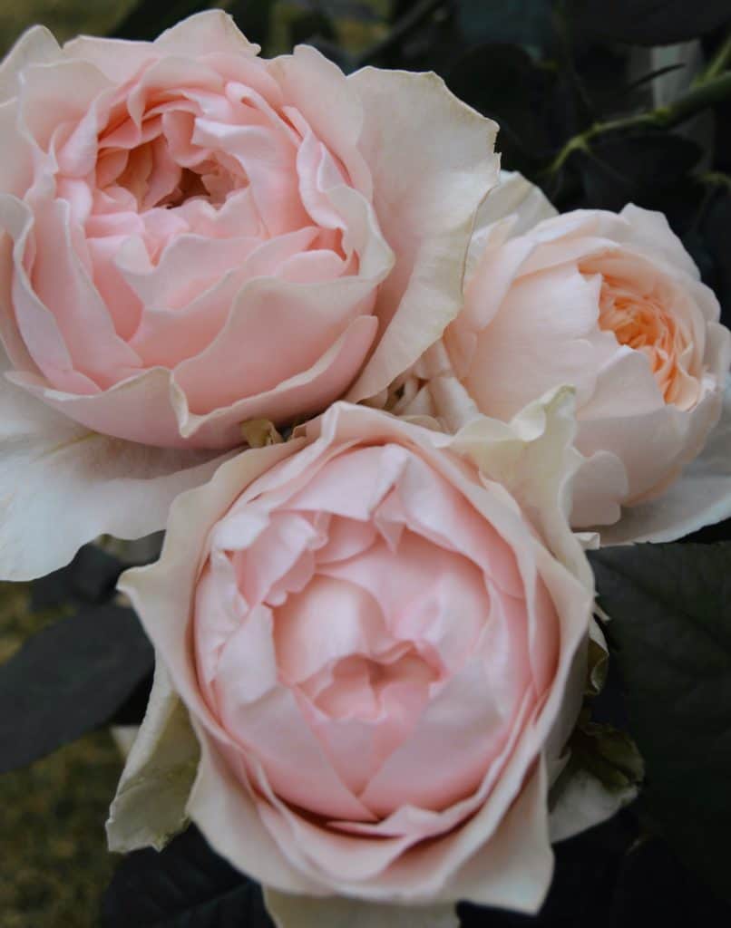 Soft Pink Peony - Le Peony Flowers
